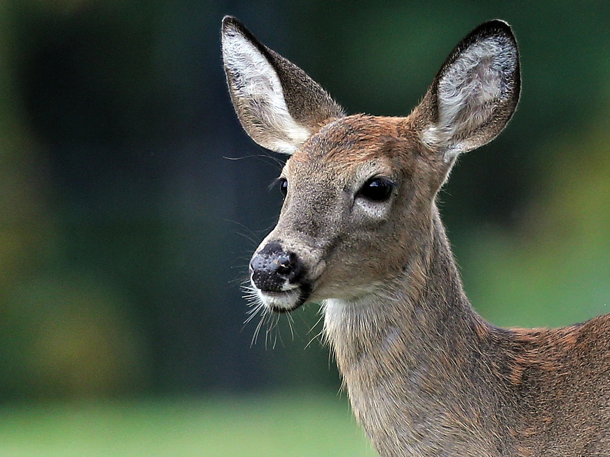 Deer: Symbols of Grace, Agility, and Gentleness in Spirituality