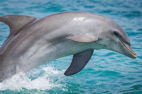 Dolphins: Emotional Balance and Self-Love