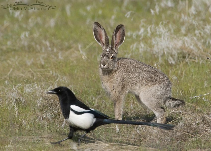 Magpie, Rabbit & Black-Capped Chickadee: Balance & Resilience