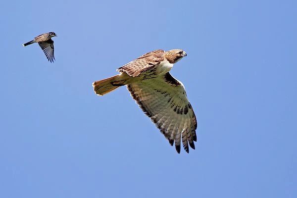 Red-Tailed Hawk & Tree Swallow: Hope & Faith