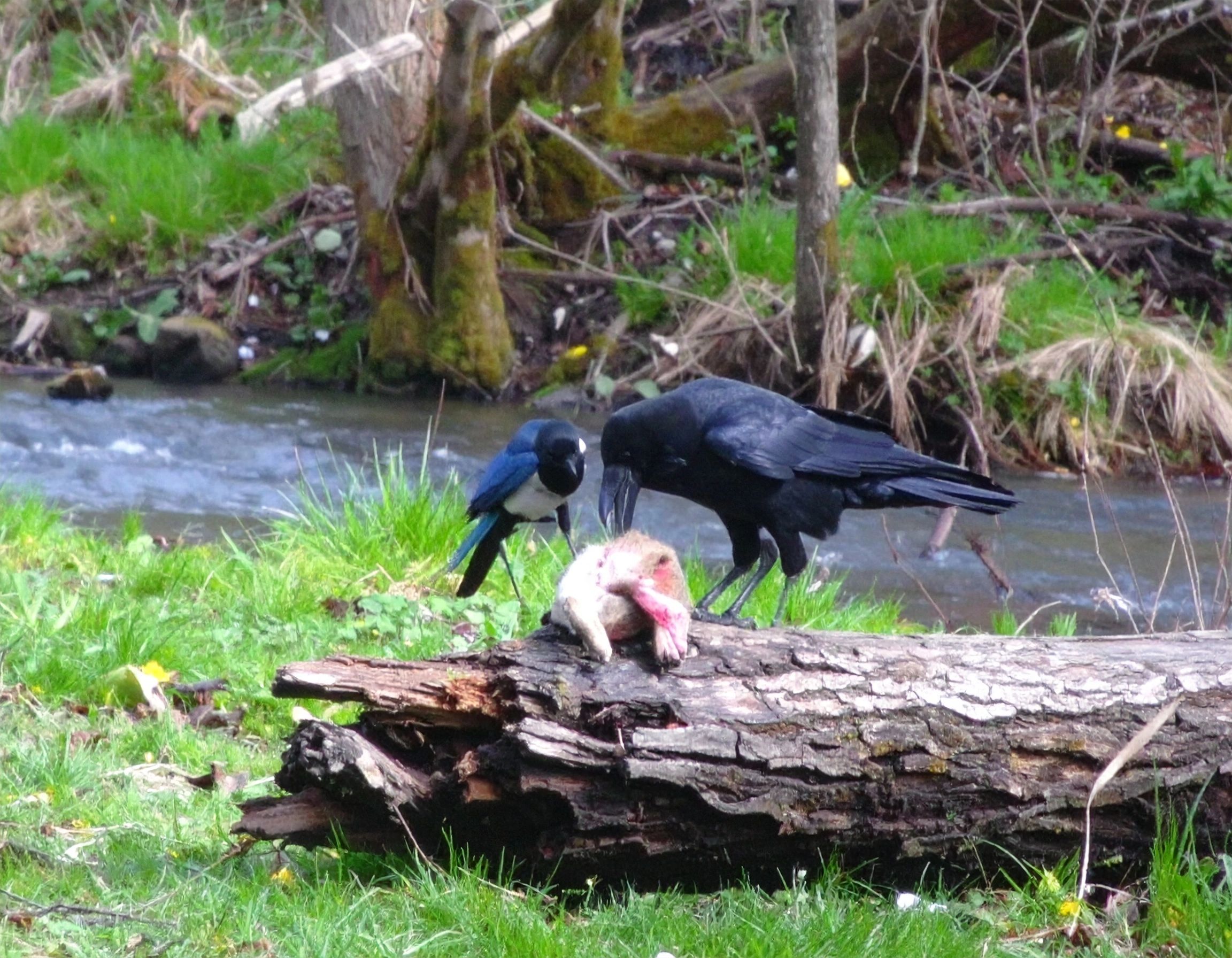 Crows, Magpies, and Rabbits: Corvid feast and the Dead Rabbit