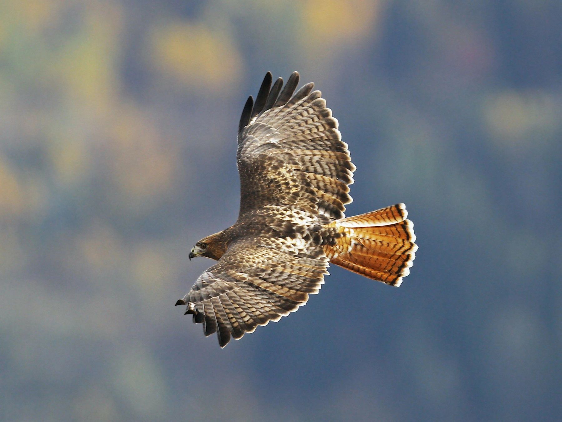 Red-Tailed Hawk: Keeper of Peace, Guardian of Perspective