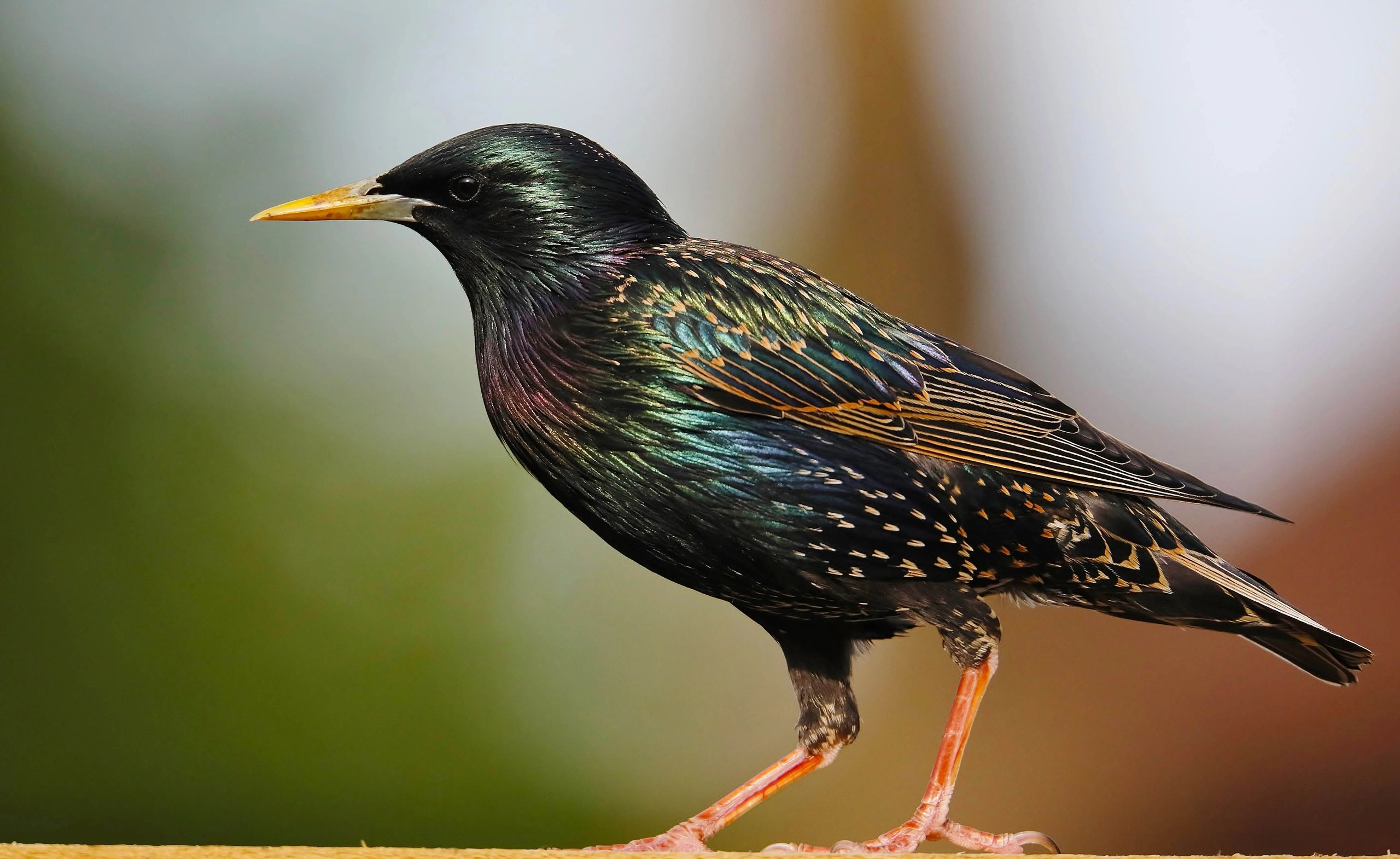 Starling: The Sacred Language of Connection