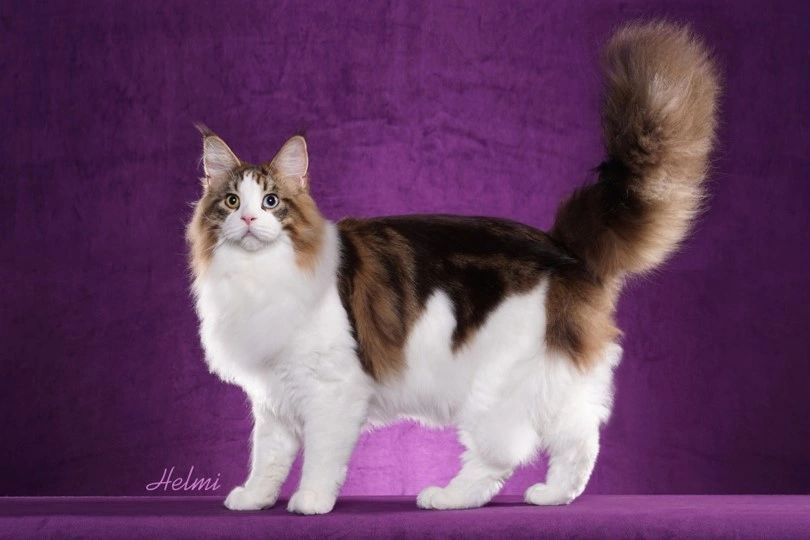 Maine Coon Breeders in Thousand Oaks, CA