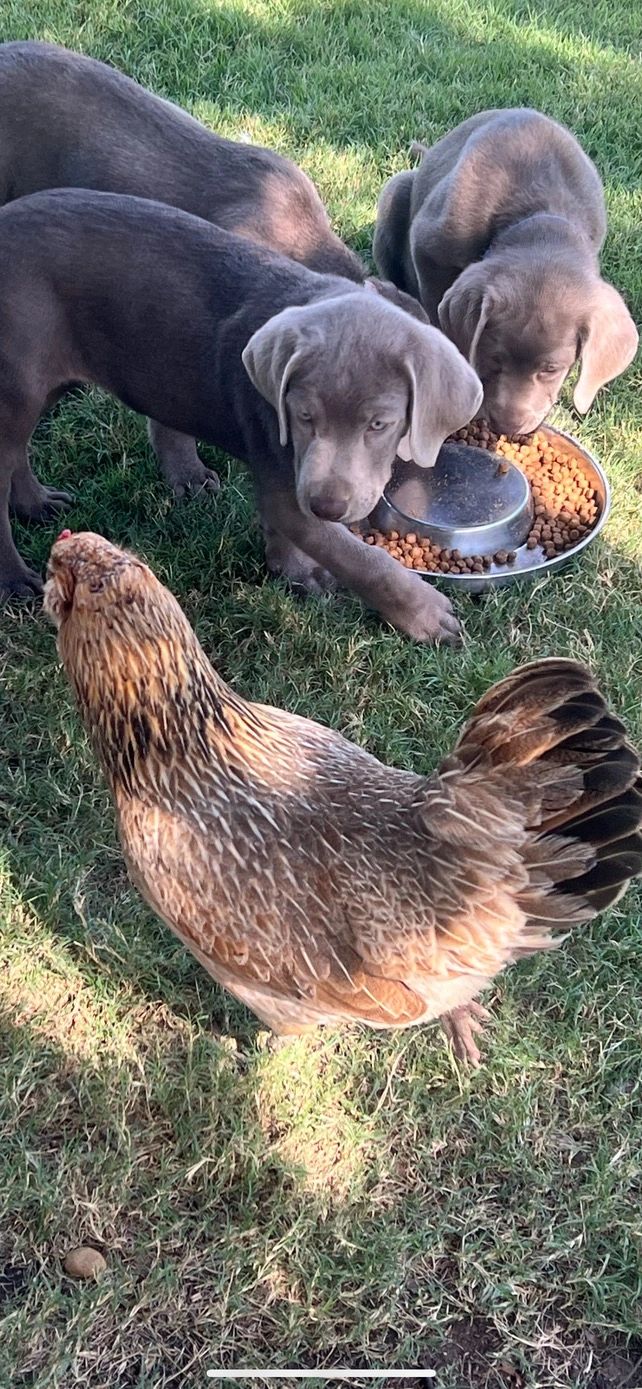 About Us | The Retriever Farm