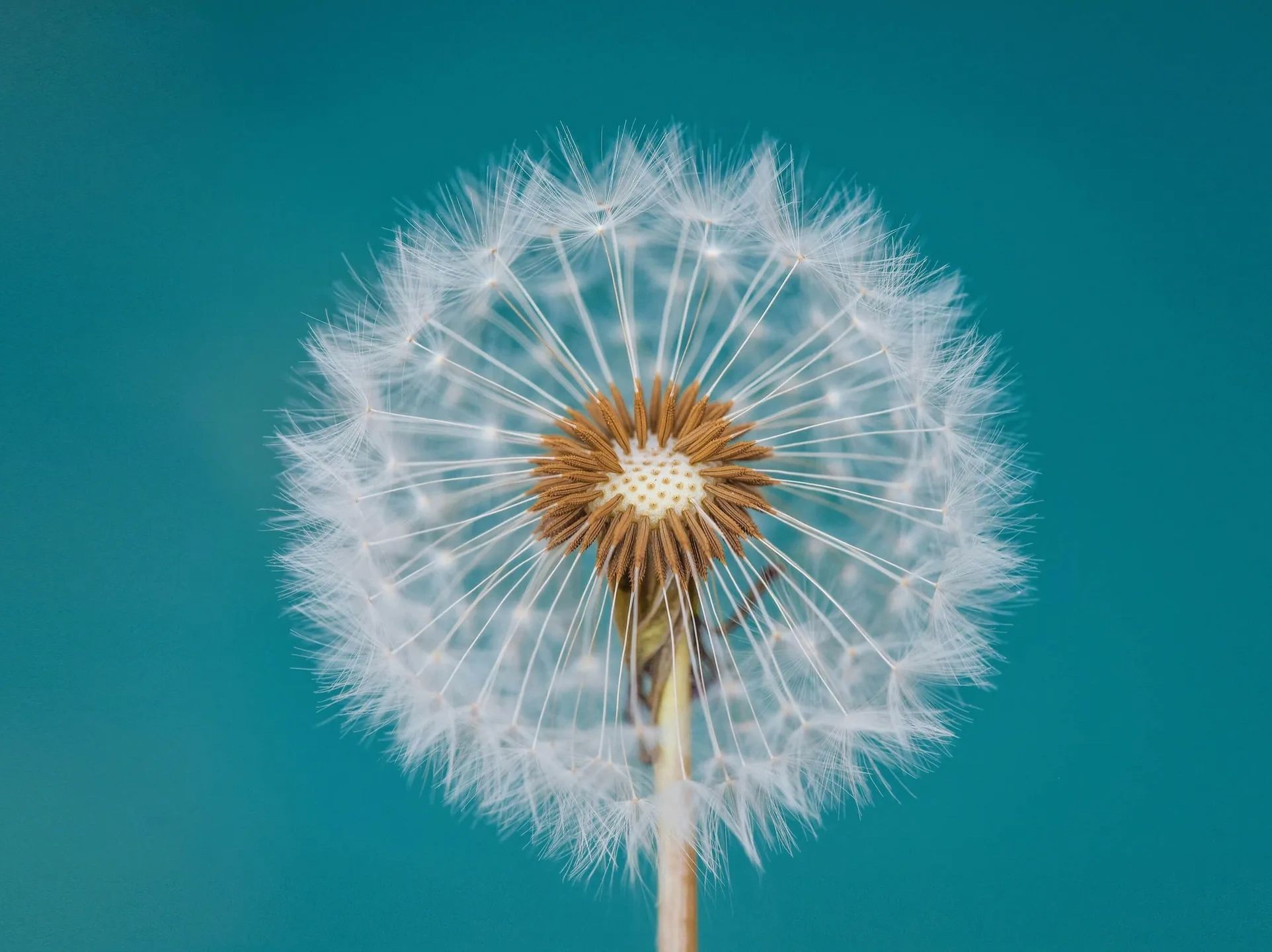 Dandelion Social Club