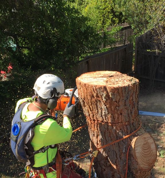 All In One Tree Services - Tree Removal, Tree Trimming