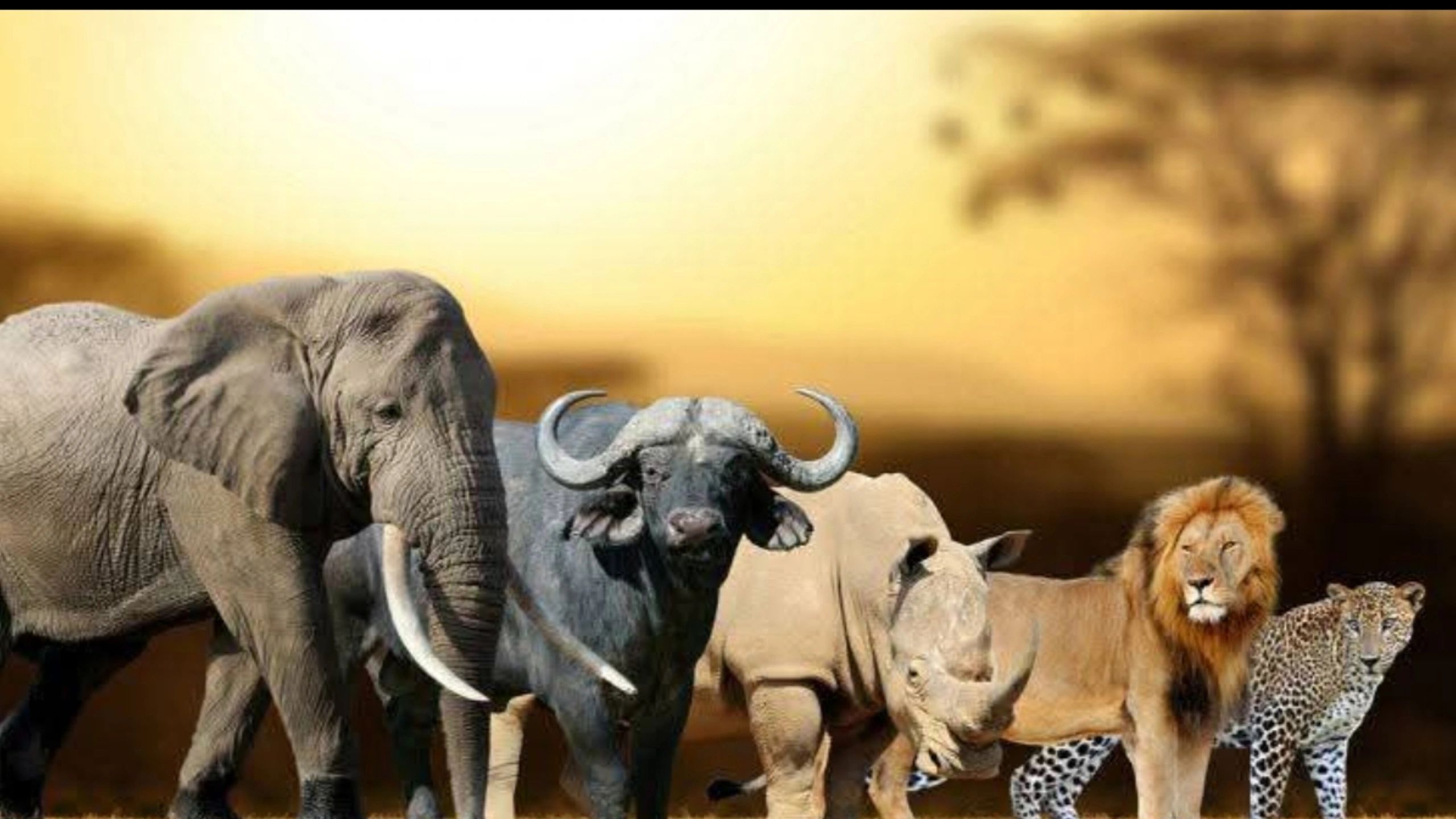 Inside “The Big Five”: Unmasking One of SA’s Most Ruthless Gang