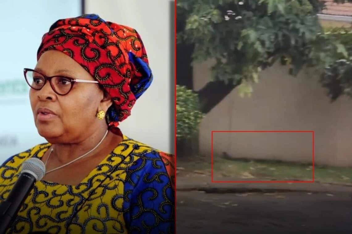 SA stunned by snake caught on camera at Mapisa-Nqakula house.