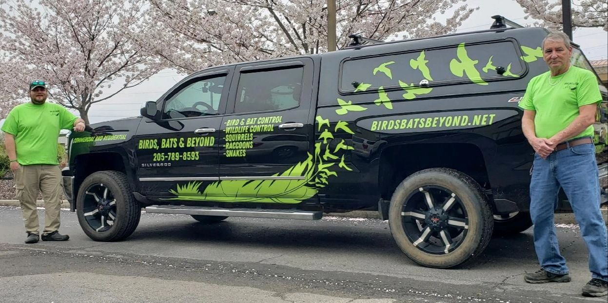 Birds Bats and Beyond LLC - Animal Control - Birmingham, Alabama