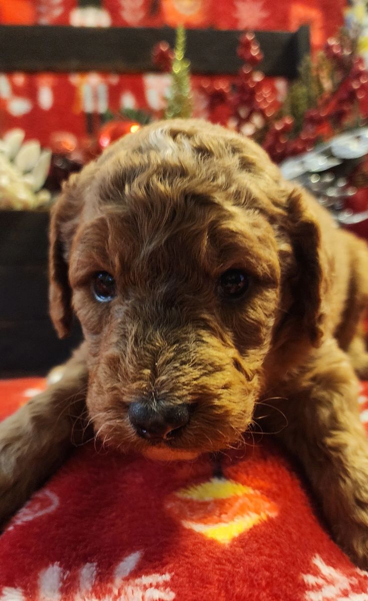 Holly ~ Tri-color clear Sable female