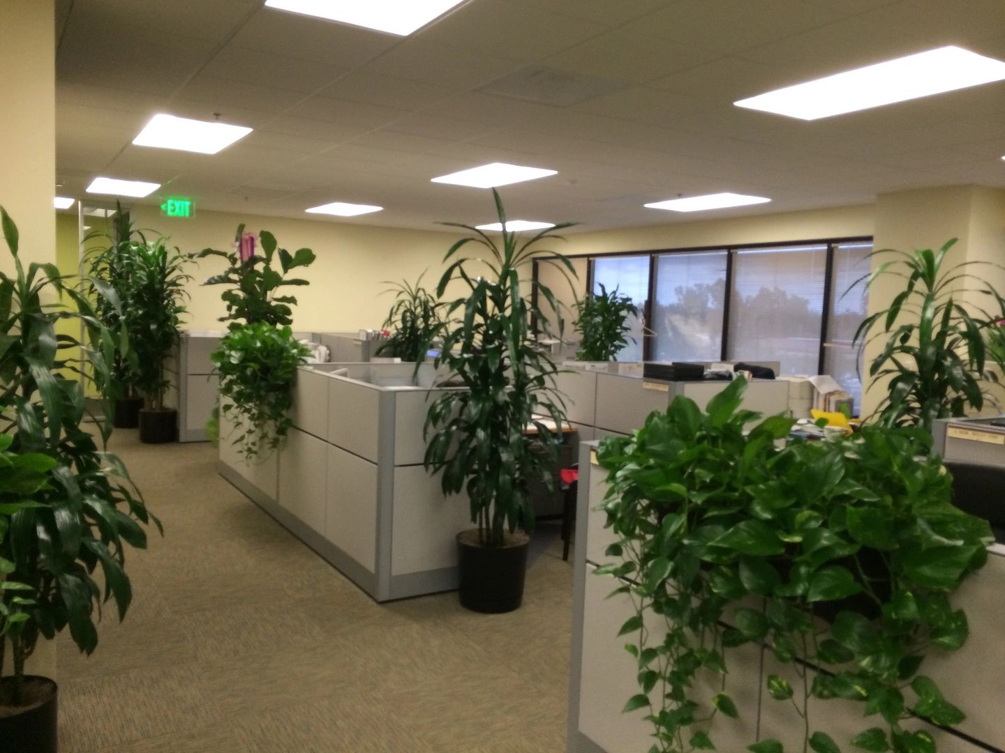 Go Green Interior Plants