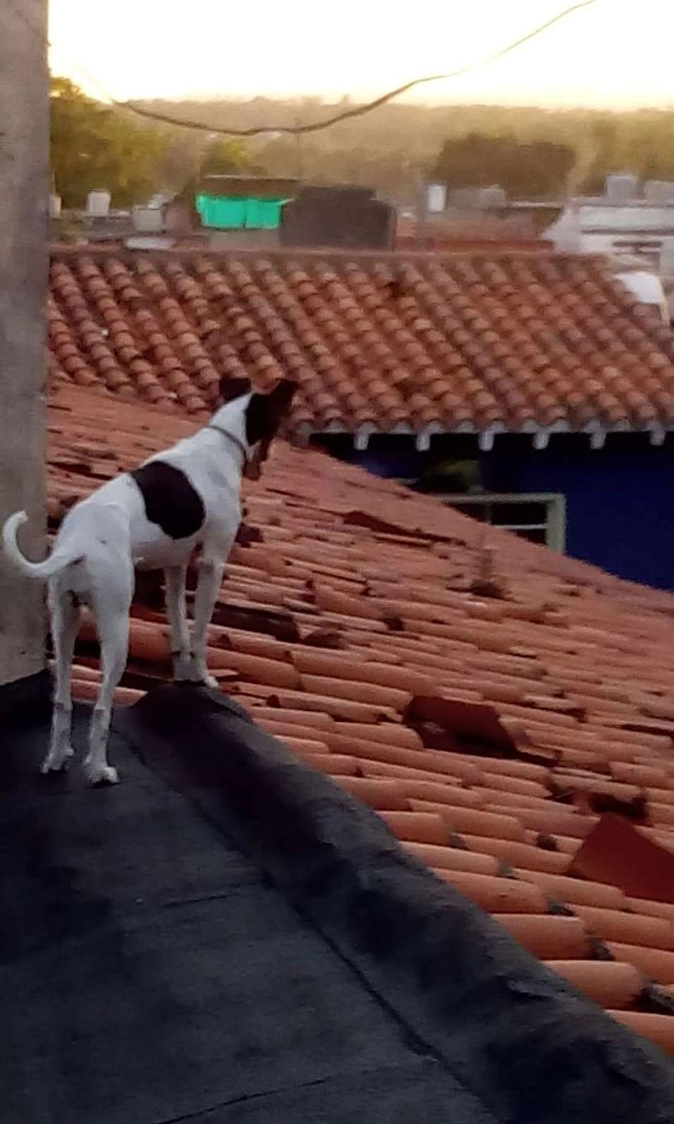 Dog on a Roof