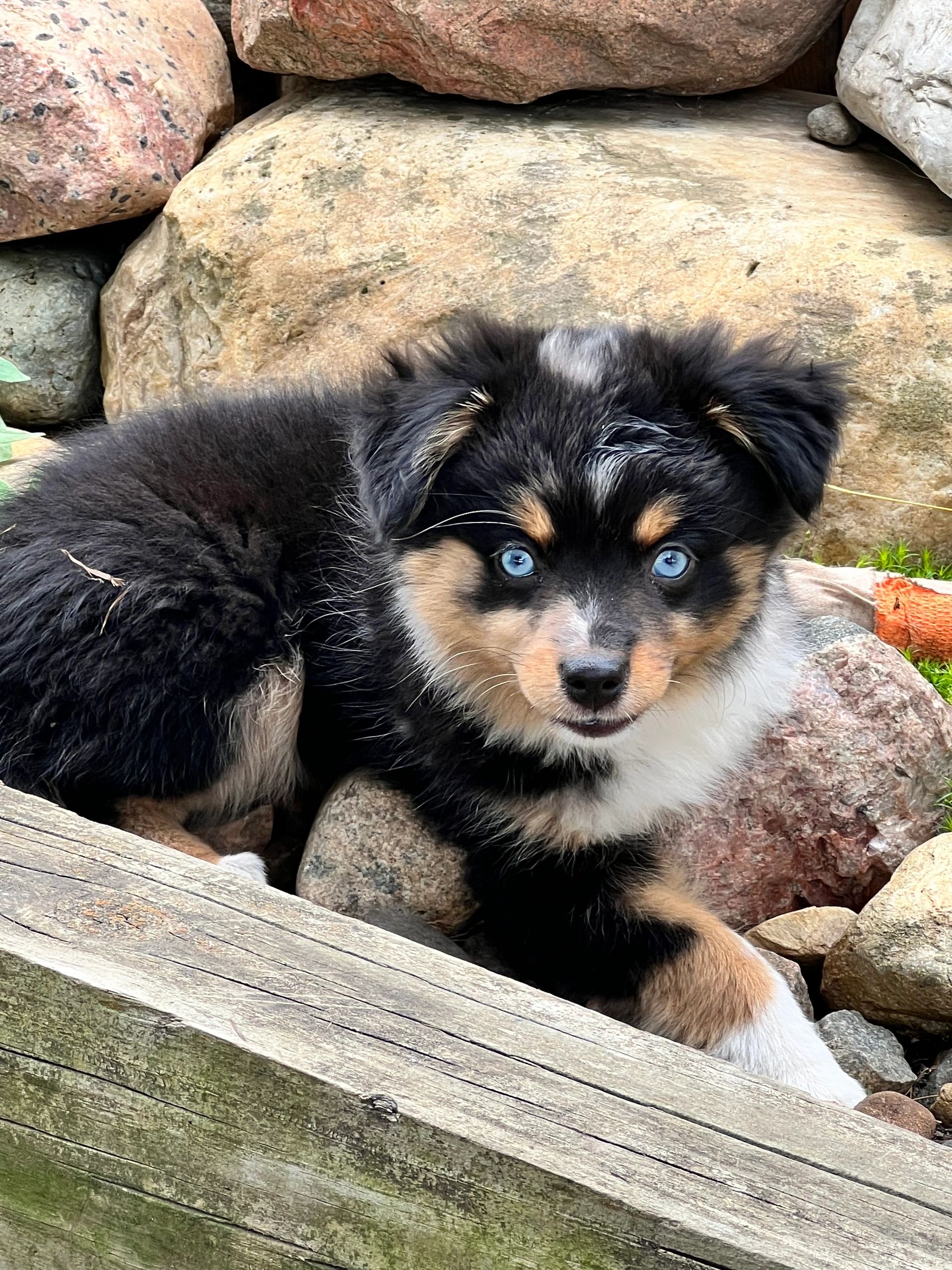 Kickapoo Creek Aussies & Heelers - Pet Transport, Puppy Transport