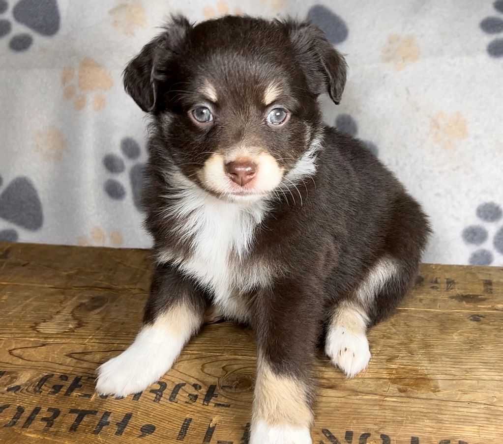 Kickapoo Creek Toy Aussies - Toy Australian Shepherd, Toy Aussie, Mini ...