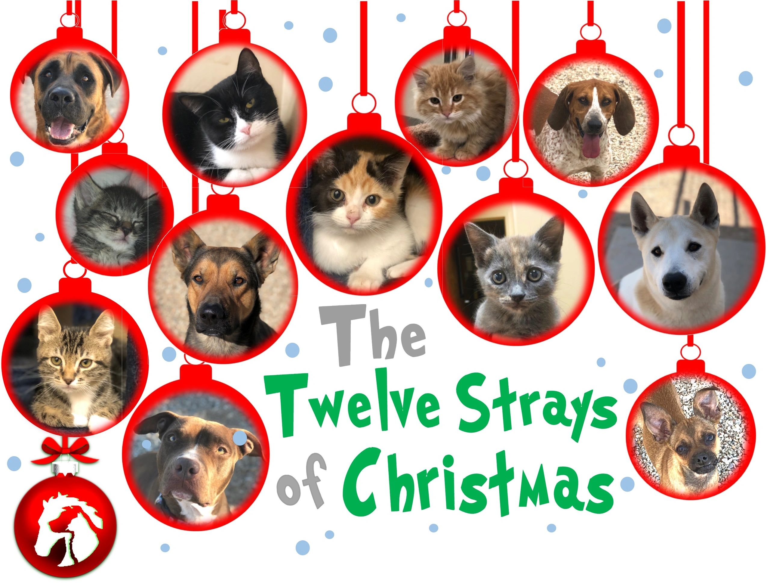 Adoptable Cats | Humane Society of Wickenburg