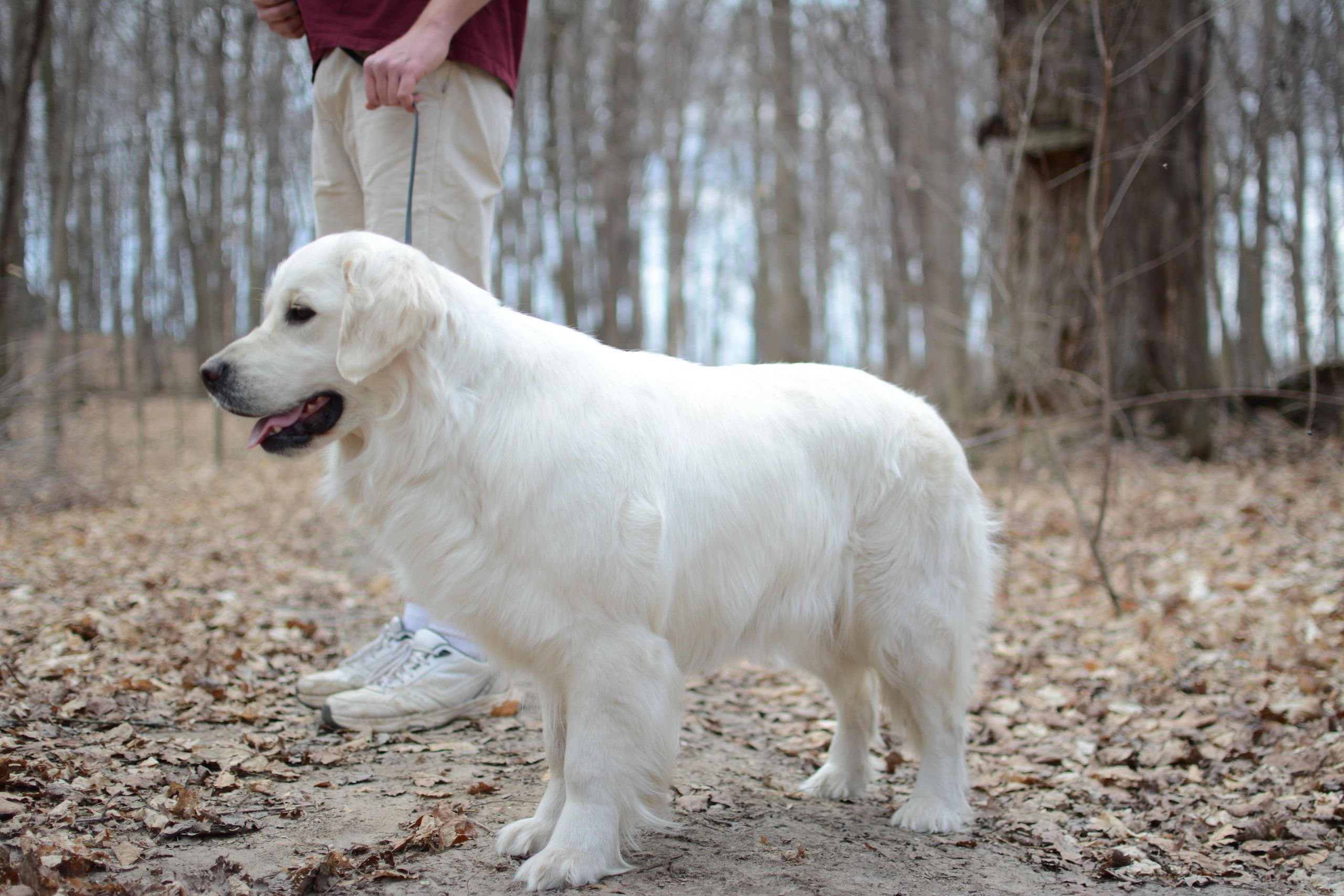 British Golden Retriever