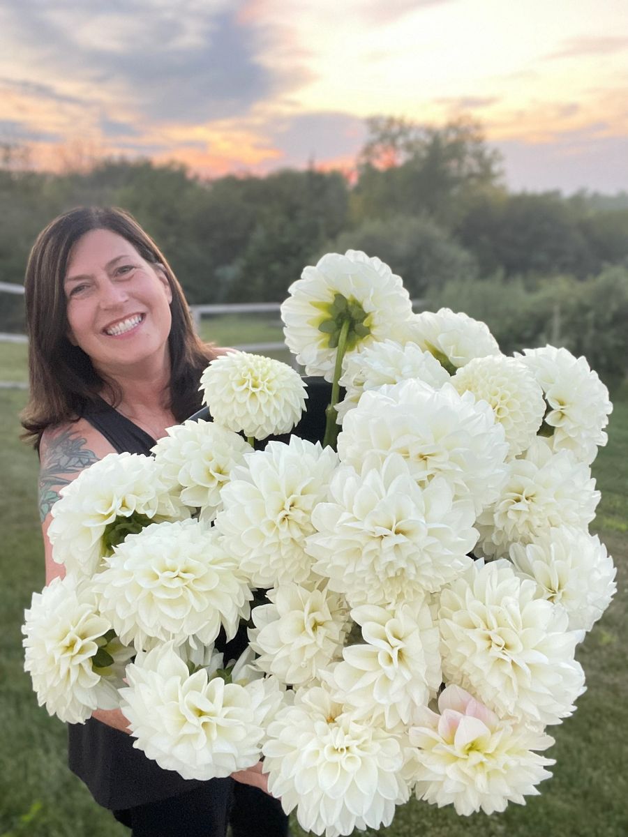 Dahlia Tuber - Boom Boom White