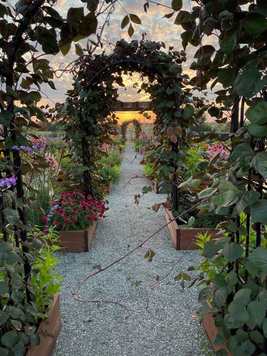 Seeds - Hyacinth Bean Vine Ruby Moon