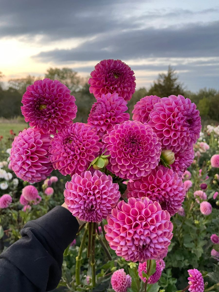 Dahlia Tuber - Isabel