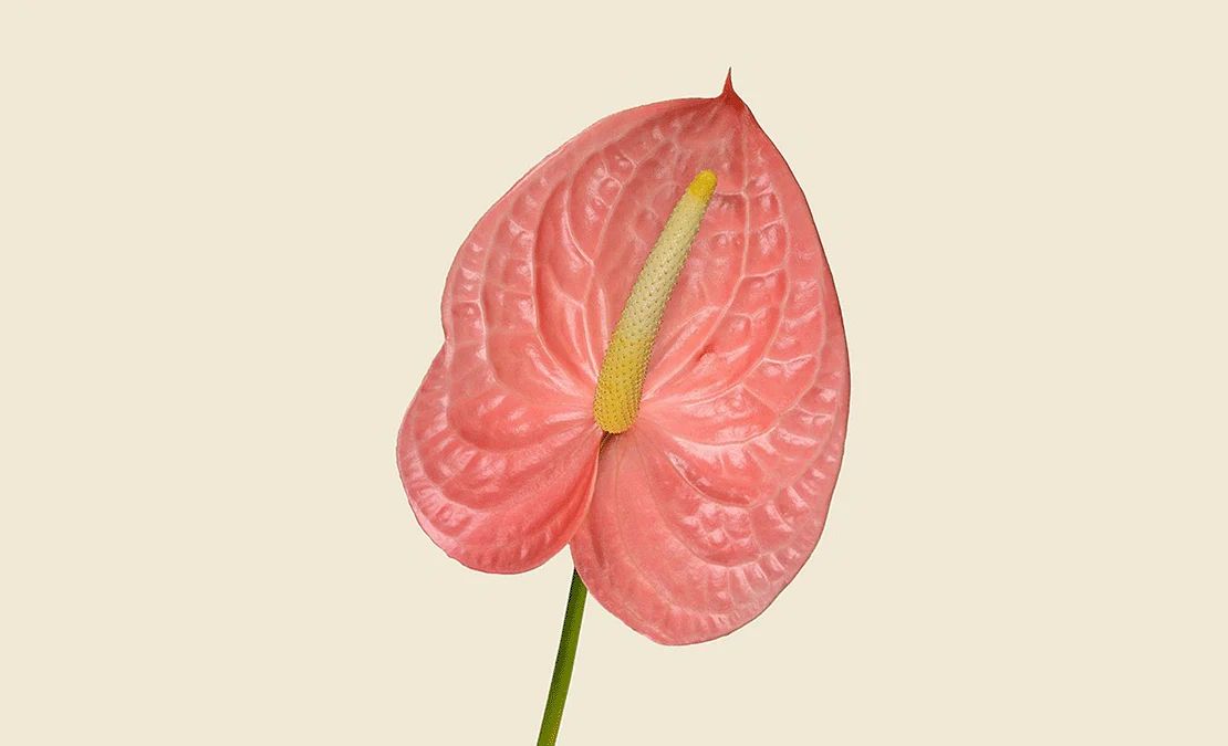 10 Flower Names You Confirm Dont Know