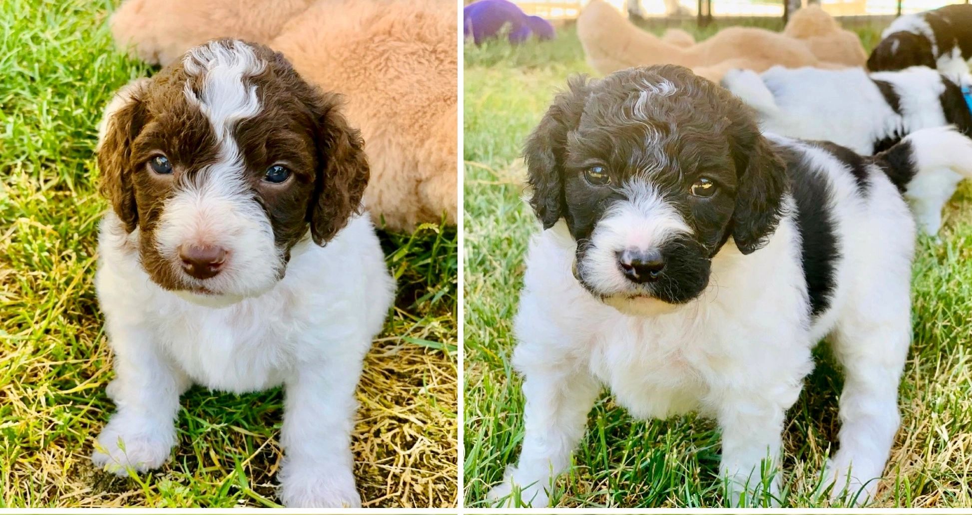 Amazing Grace Doodles - Goldendoodle Breeder, Dog Breeder