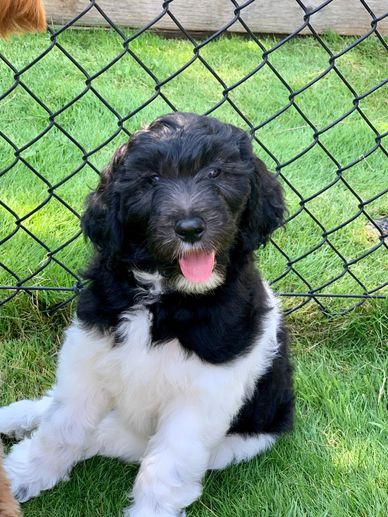 Amazing Grace Doodles - Goldendoodle Breeder, Dog Breeder