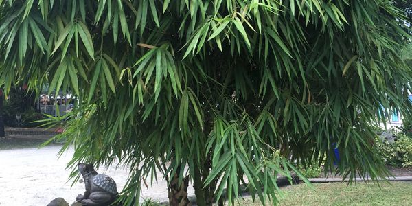 Bamboo | Pottery Express LC