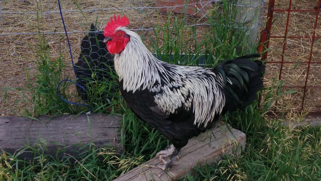 JLbar farm - Heritage Poultry, French Marans