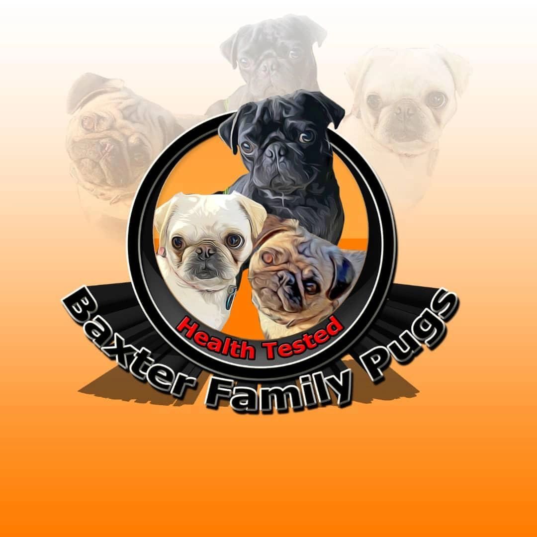 Baxter Family Pugs - Pug Puppies for Sale, Pug Puppies, Breeder