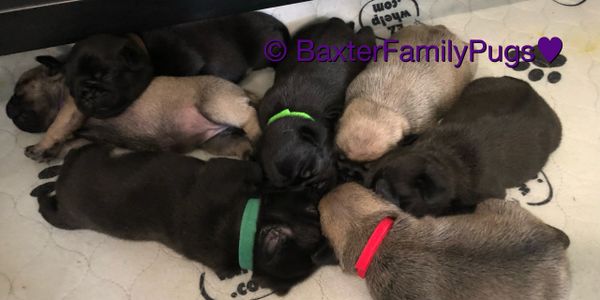 Baxter Family Pugs - Pug Puppies, Pug Puppies for Sale