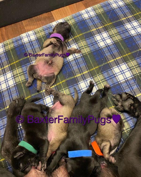 Baxter Family Pugs - Pug Puppies, Pug Puppies for Sale