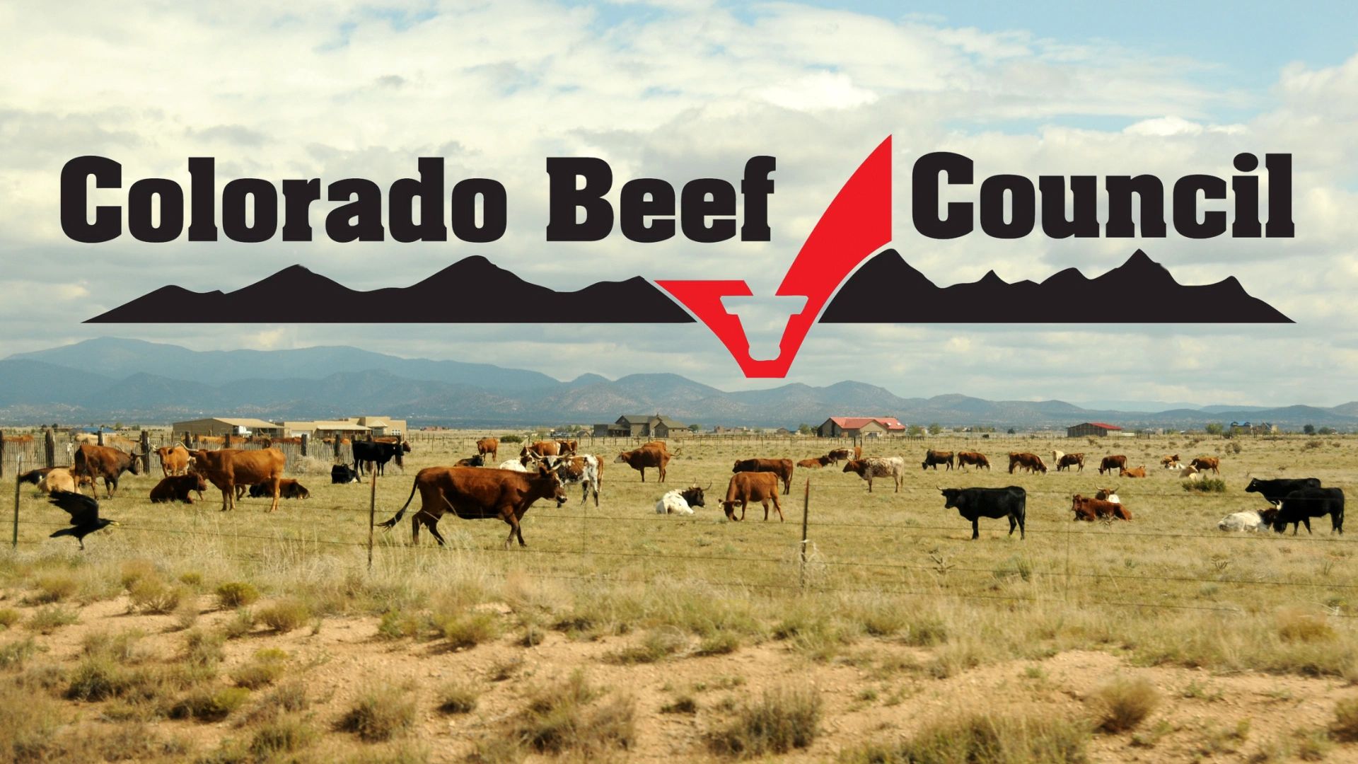 Former Colorado FFA Executive to Lead Colorado Beef Council