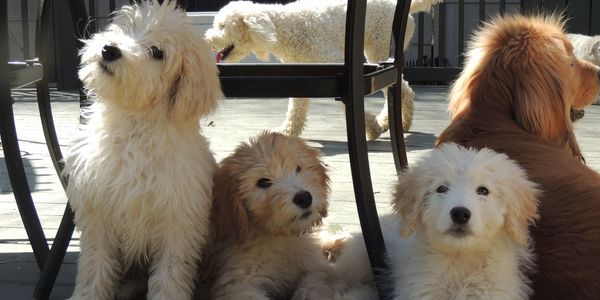 Doodlelitters.com - Doodles, Puppies