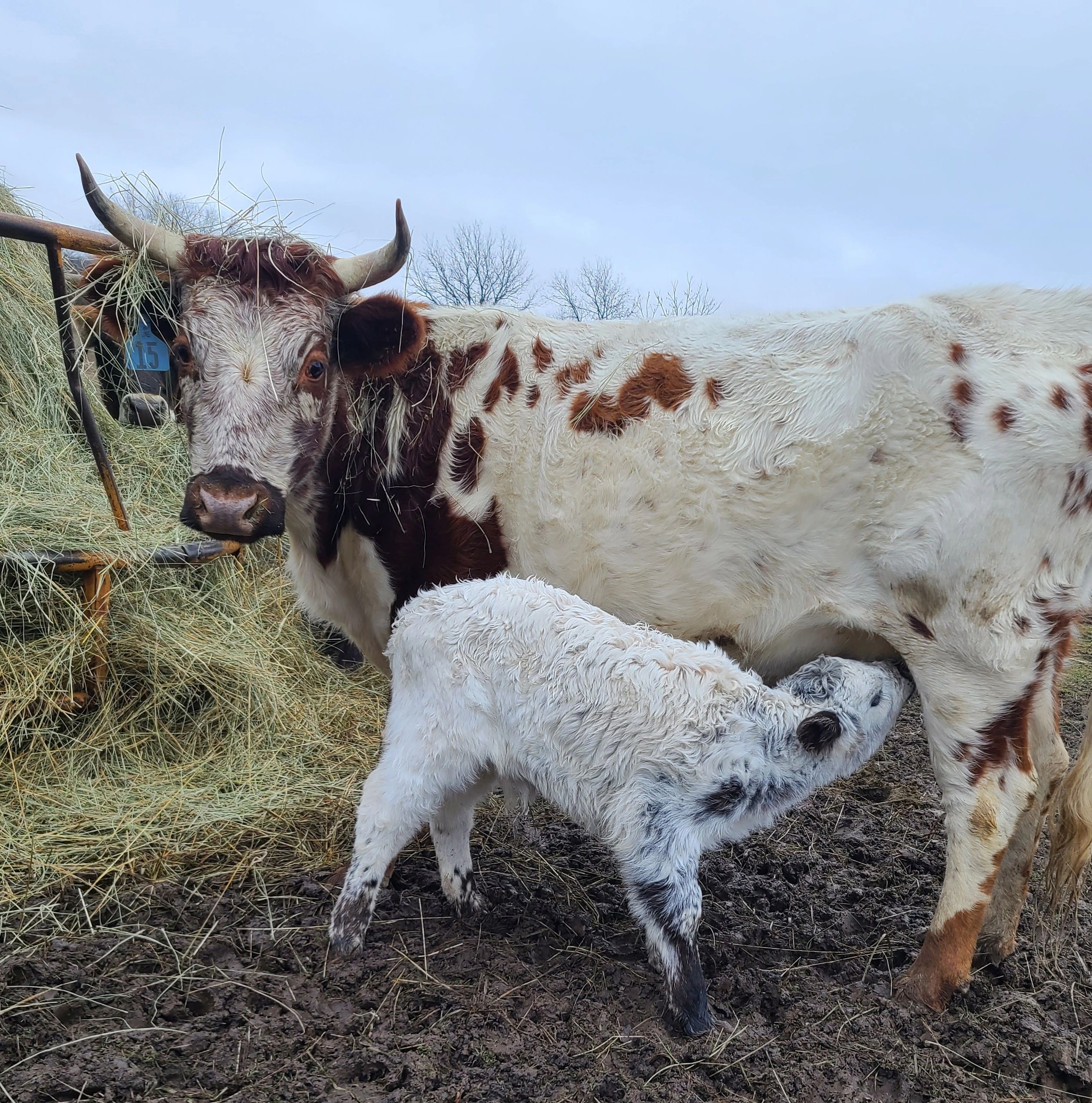SOLD Abigail, White Dexter Cow and Highdex Bull Calf $4,000