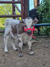 Button, Highdex Chondro Horned Heifer Calf $6,000