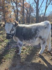 SOLD Button, Highdex Chondro Horned Heifer Calf $4,000