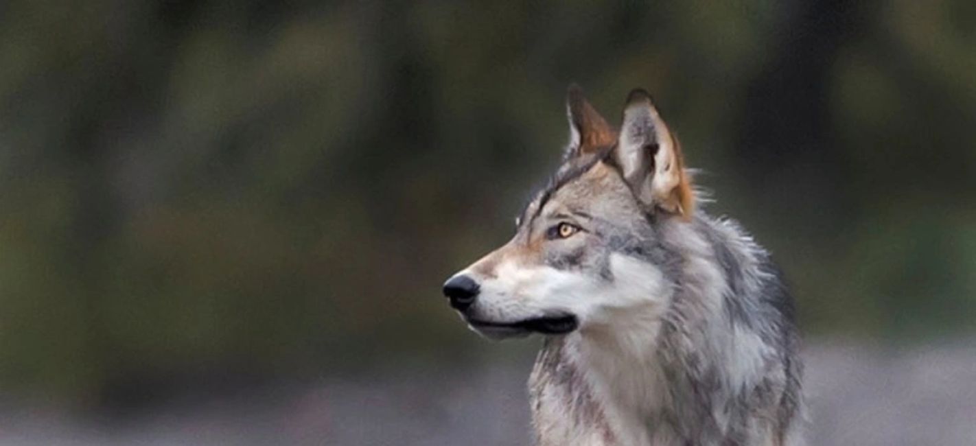 Constitutional Backdrop | The Denali Wolf Protection Act