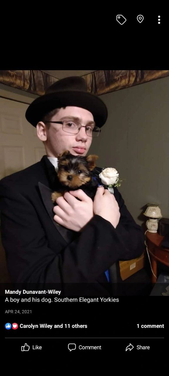 AKC Registered Yorkshire Terrier Puppies for Sale - West Hill Yorkies