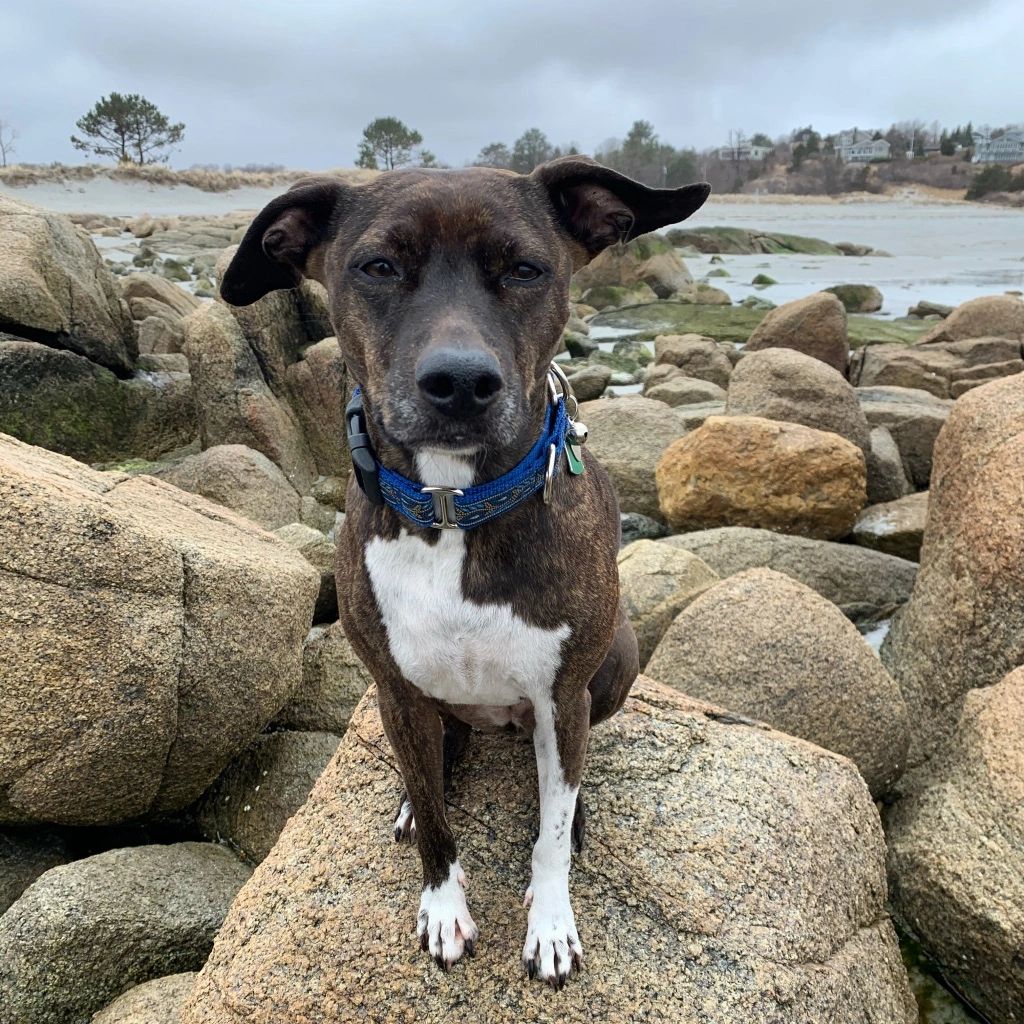 The Brainy Mutt - Dog Training, Positive Reinforcement