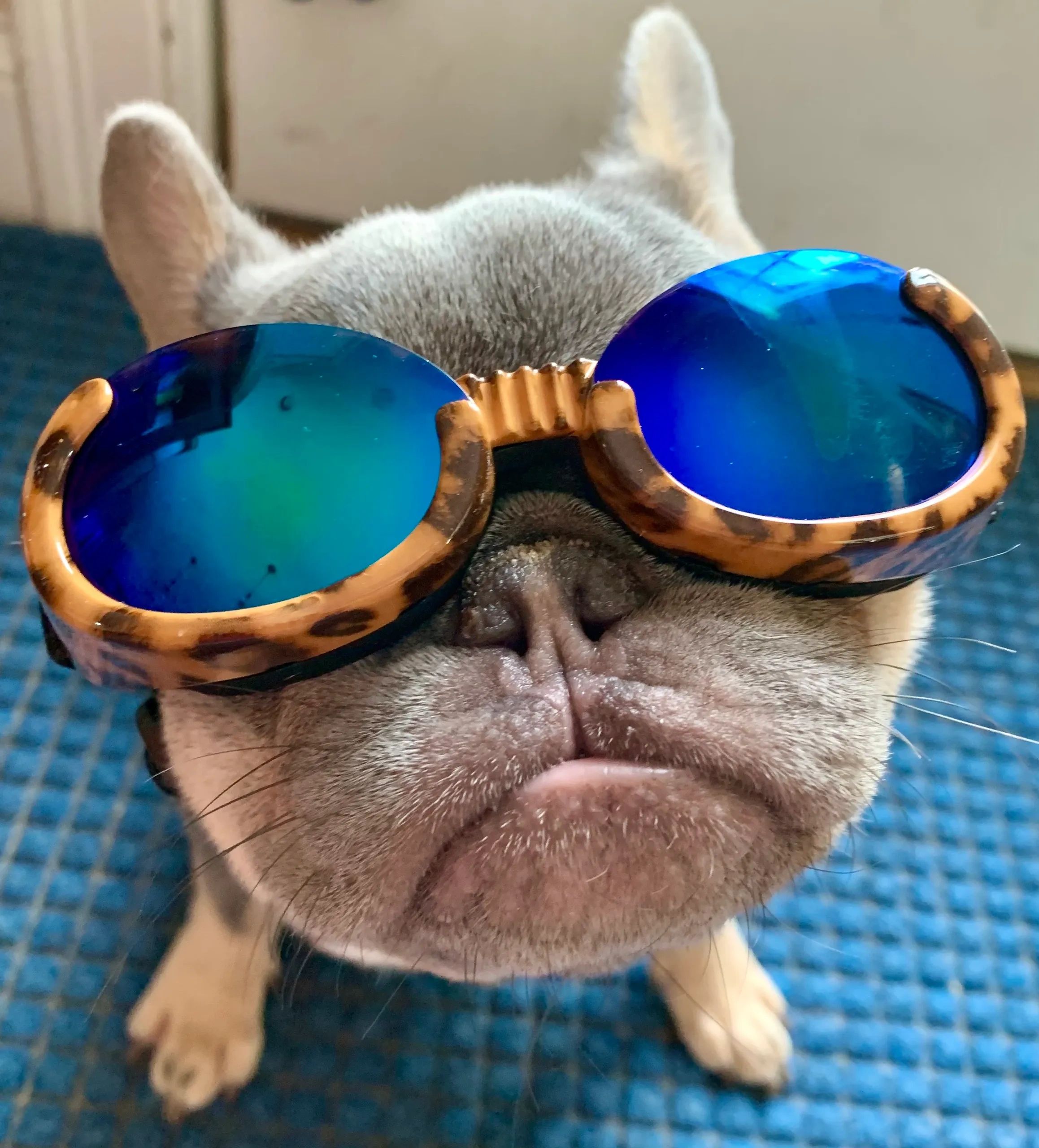 Animal Eye Clinic of Maine - Veterinary Ophthalmologist