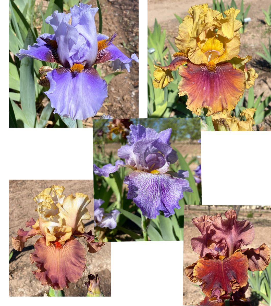 2025 Tall Bearded Iris Special