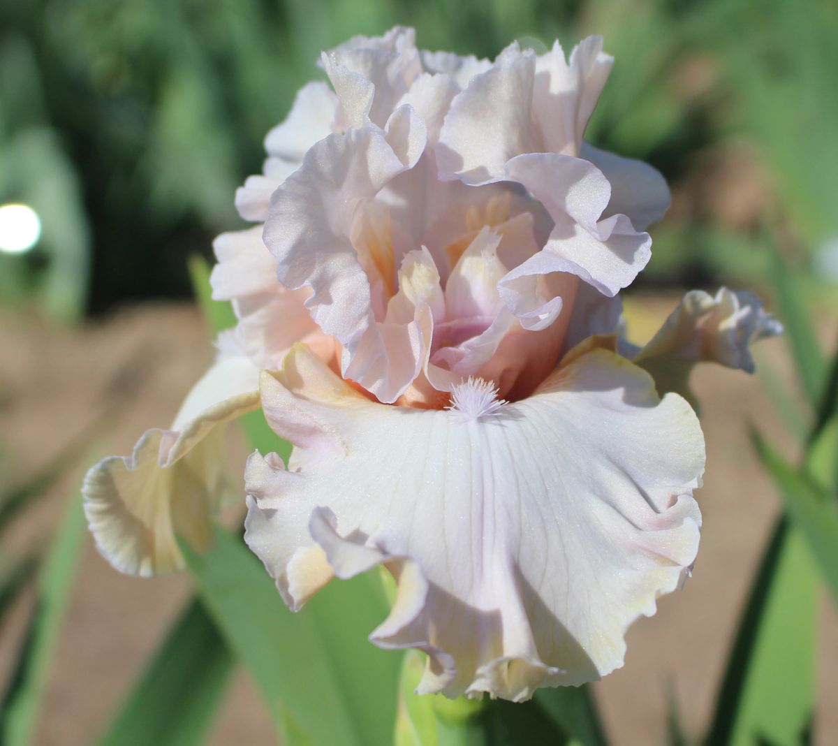 Desert Blush - TB 19