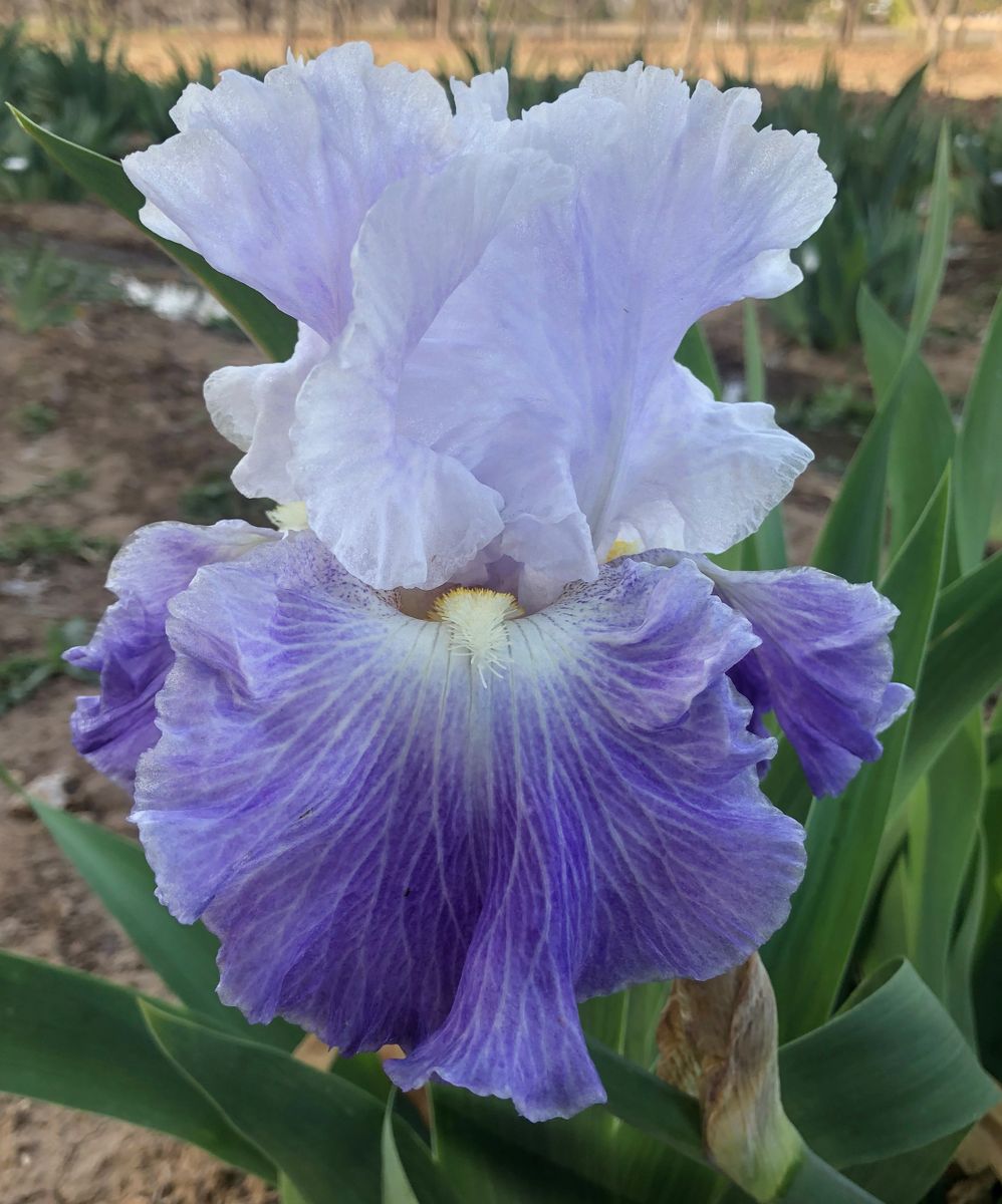 Stephanie Returns - TBRE 2024