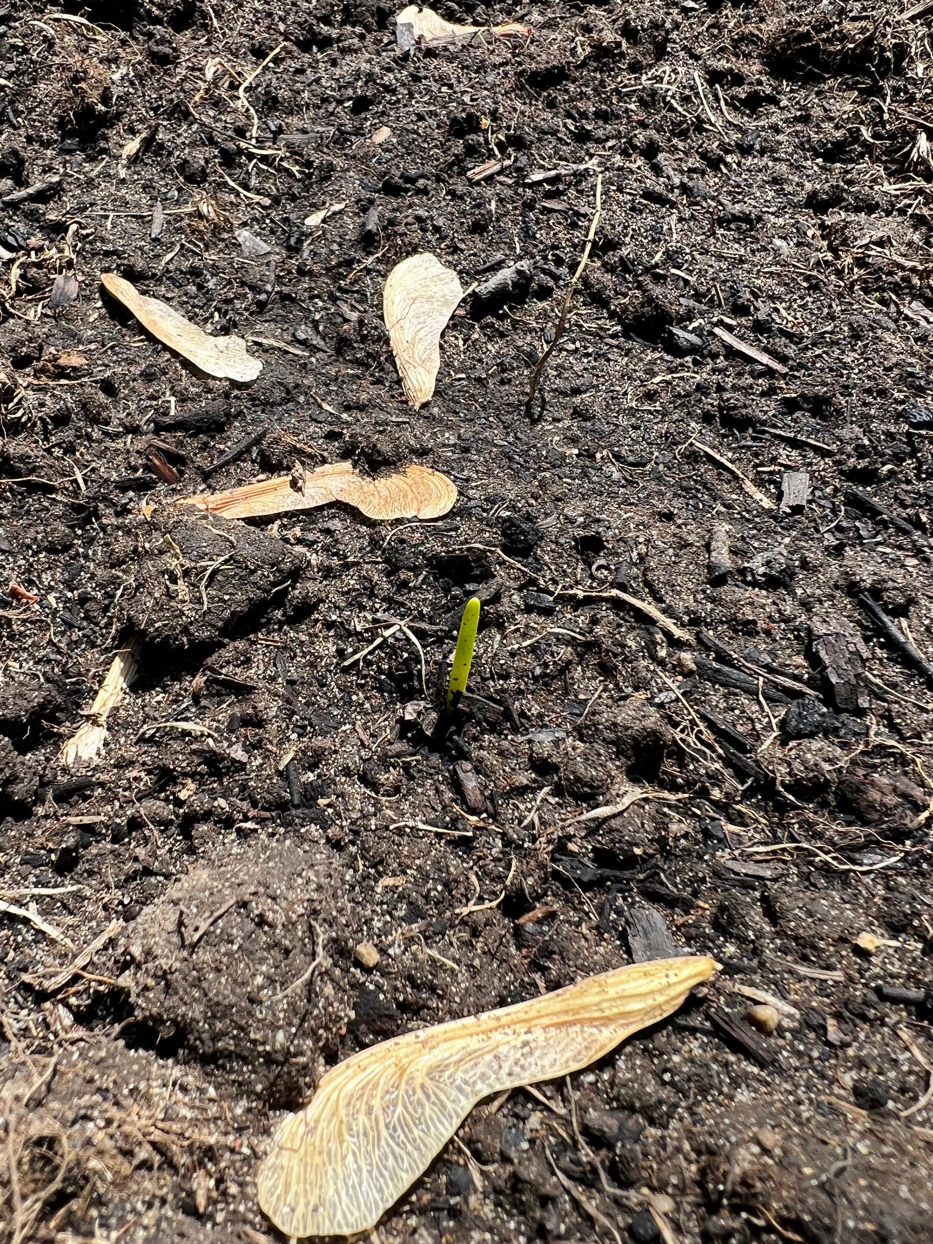 Yippee! I Can Grow Things!