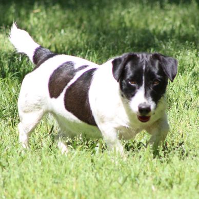 Jack Russells