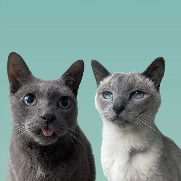 The Vet Collective - Home