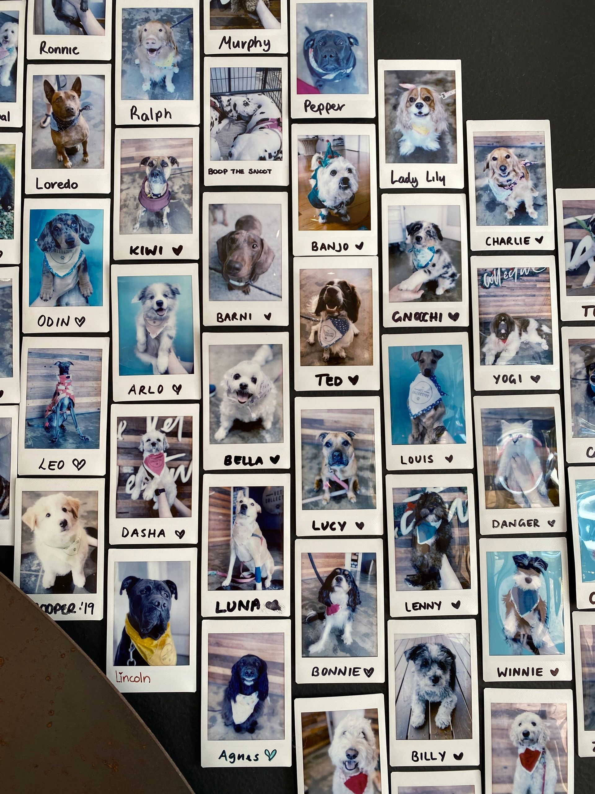 The Vet Collective - Home