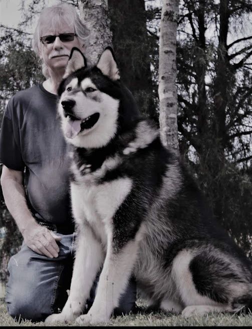 Malamute Puppies - Malamute Puppies