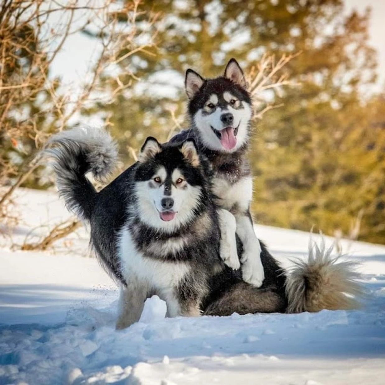 Malamute Facts